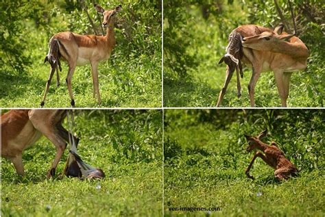 Imagenes De Parto De Una Cierva