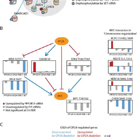 Chromatin And Myc Associated Pp2a Targets A Nurd Complex As An