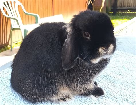 Black Mini Lop Rabbits