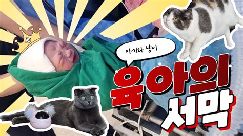 육아의 서막 아기와 고양이 육아하기 Ep1 Youtube