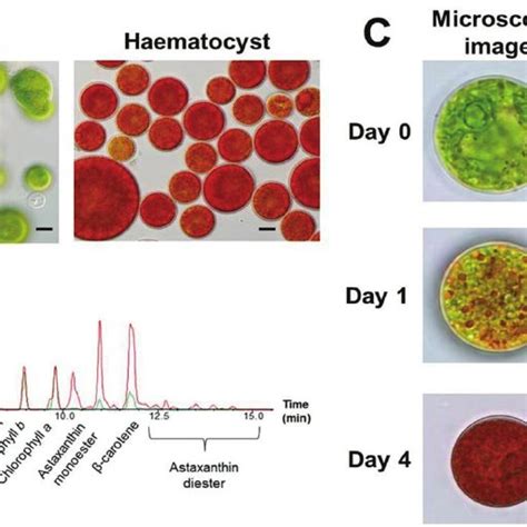 Haematococcus Pluvialis Cell A Light Microscopy Image Of H Download Scientific Diagram
