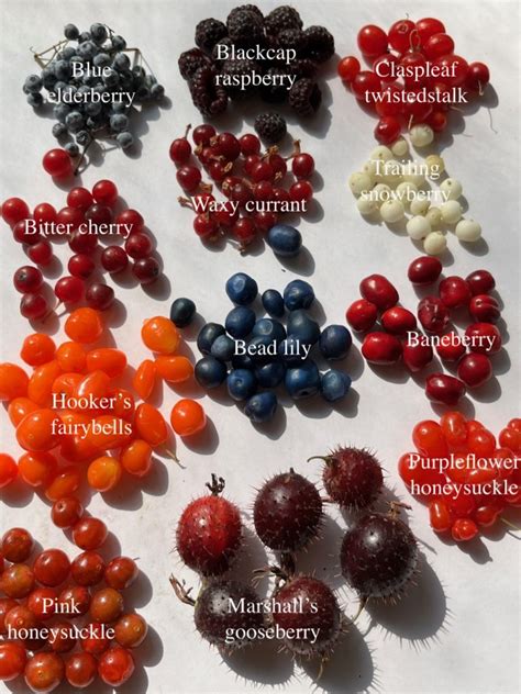 Different Types Of Berries