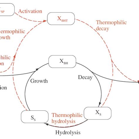 Mass Cycle Diagram Of The Processes In The Asm1 Model Solid Lines And