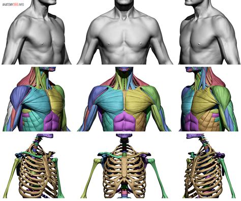 View 13 Male Torso Muscles Reference Biomarwasual