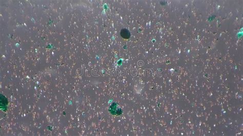 Macro Footage Of Chlamydomonas Whole Mount Under Microscope Magnified In 100 Times Stock Video