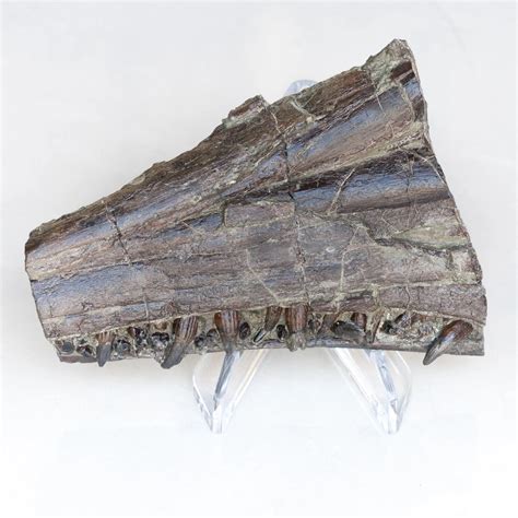 Ichthyosaurus Communis — Fossil Soup