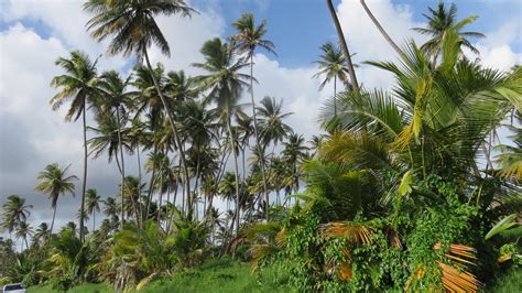 Manzanilla Beach Destination Trinidad And Tobago Tours Holidays Vacations And Travel Guide