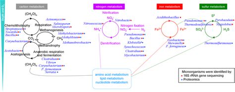 Overview Of The Metabolic Potentials Between Dominant Microorganisms In Download Scientific