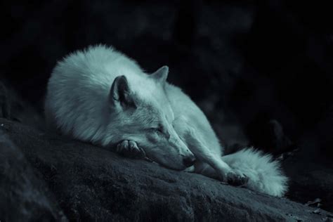 100 White Wolf Wallpapers