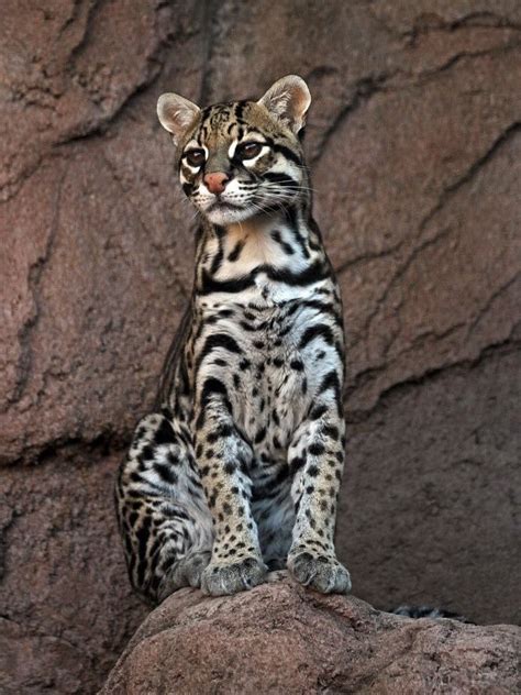 Ocelot Named Babou