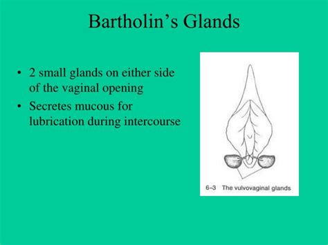 Ppt Reproductive System Powerpoint Presentation Id721337