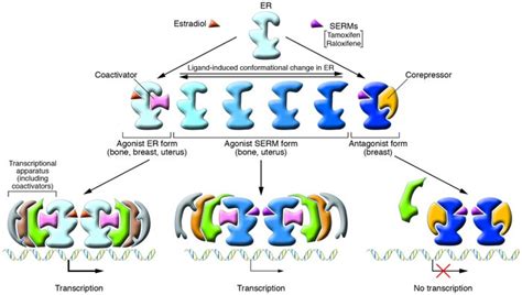 Estrogen Receptor Structure
