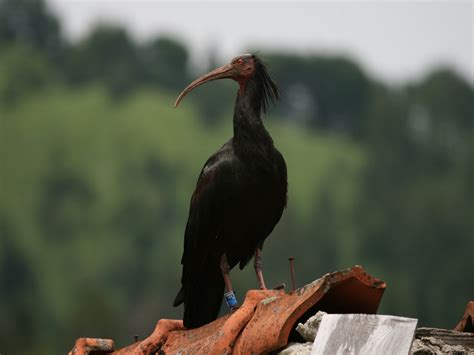 Waldrapp Galerie Fotografie At