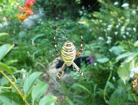 Небезпечні павуки дістались Івано Франківщини Прикарпаття Online