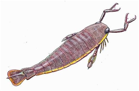 Eurypterids Sea Scorpions Fossils Facts Trackways And New York