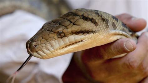 Households Scaly Smell The Cairns Post