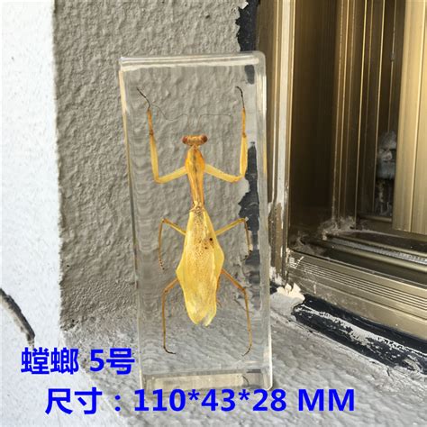 螳螂标本怎么做螳螂标本制作标本造景螳螂大山谷图库
