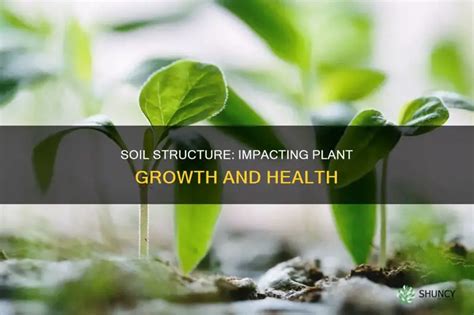 Soil Structure Impacting Plant Growth And Health Shuncy