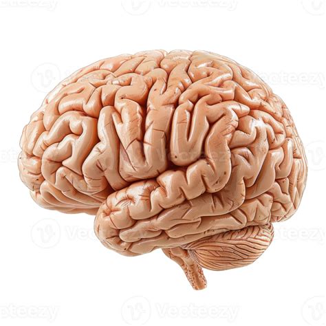 Detailed Anatomical Illustration Of A Human Brain Showcasing Its