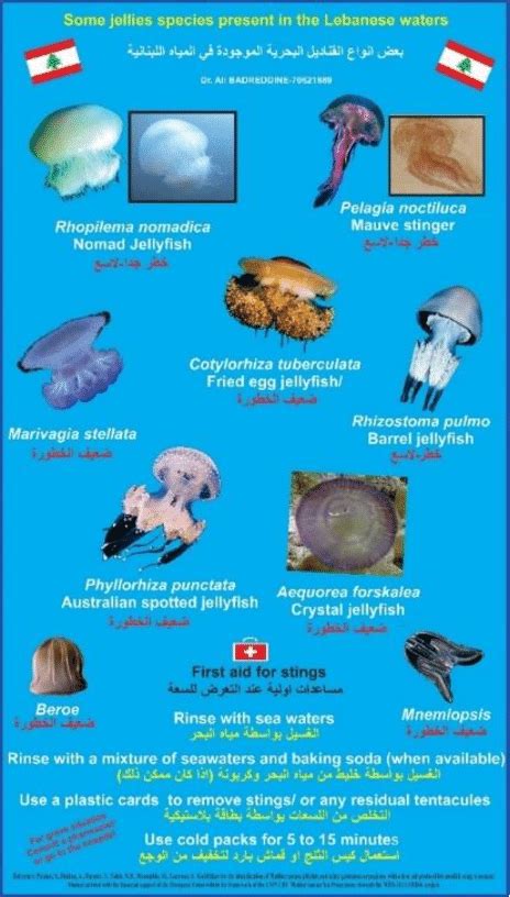 Types Of Jellyfish Images