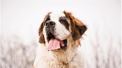 Saint Bernard Furlyfe