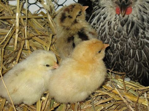 Razzberry Corner Bring On The Chicks