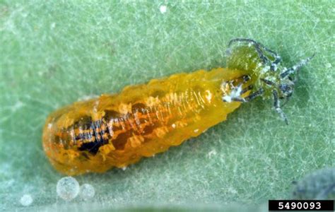 Syrphid Flies Nc State Extension Publications