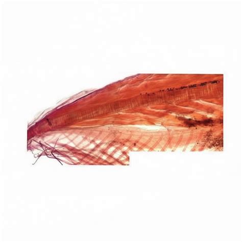 Amphioxus Whole Mount Prepared Microscope Slide Dr Wong Anatomy