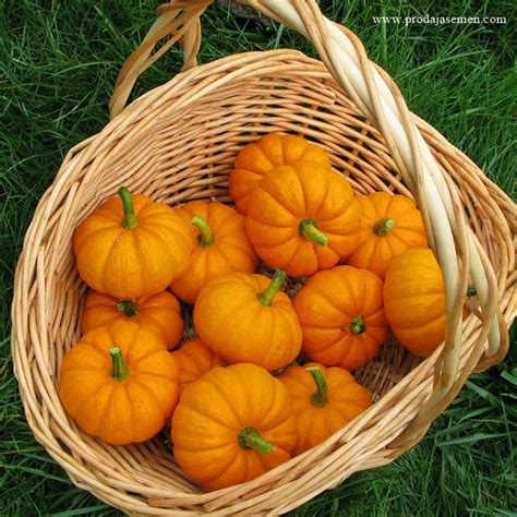 Mini Bundeva Orange Prodaja Semena Rasada