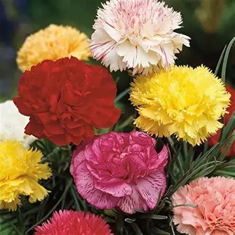 Clavel Chabaud Gigante Mix Semillas De Flores Dobles
