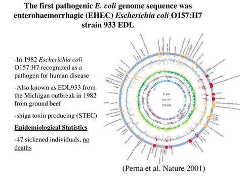 Ppt Dissecting Virulence Of E Coli O157h7 Using Genome Alignments