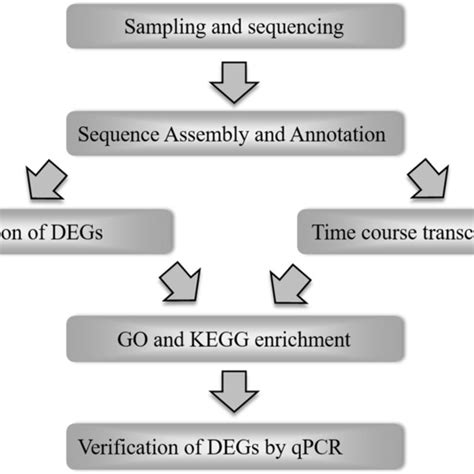 Flowchart Of The Pipeline Used To A Time Course Transcriptome Analysis Download Scientific