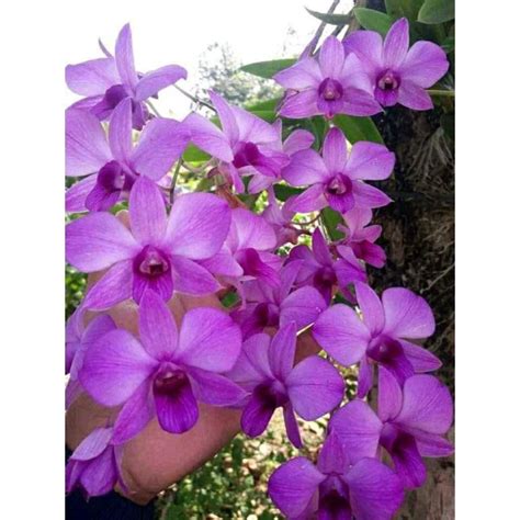 Jual Anggrek Dendrobium Larat Shopee Indonesia