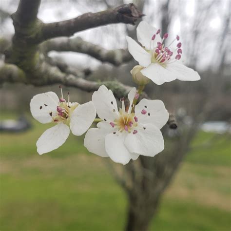 Bradford Pear Tree I Think Anyone That Can Confirm If So Is It