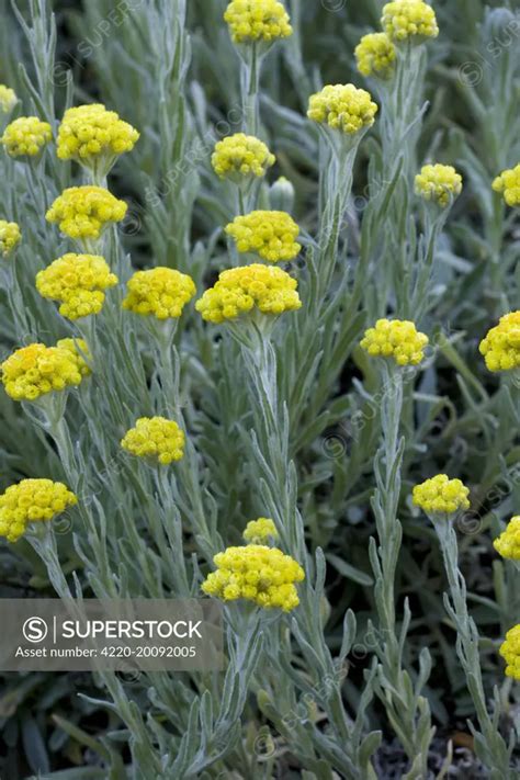Immortelle Or Sand Everlasting Helichrysum Arenarium S Sweden
