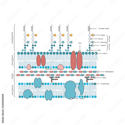Diagram Of Gram Negative Bacterium E Coli Cell Envelope Inner