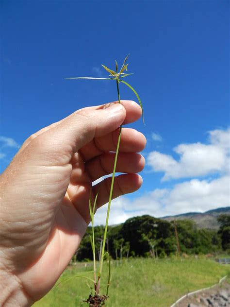 Cyperus Rotundus Identification Health Benefits Uses Invasive