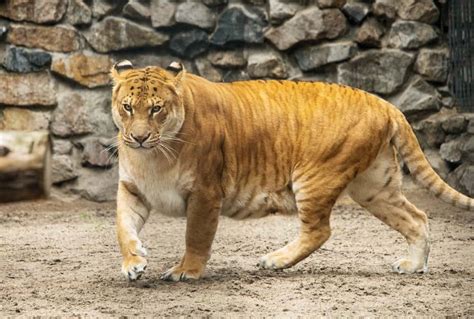 Discover The Heaviest Cat Of All Time That Weighs More Than A Grand