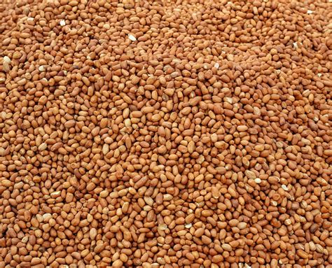Groundnut Pictures Download Free Images On Unsplash