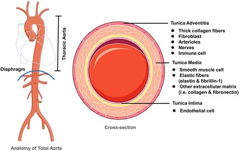 Normal Structure Of Thoracic Aortic Wall Normal Thoracic Aortic Walls