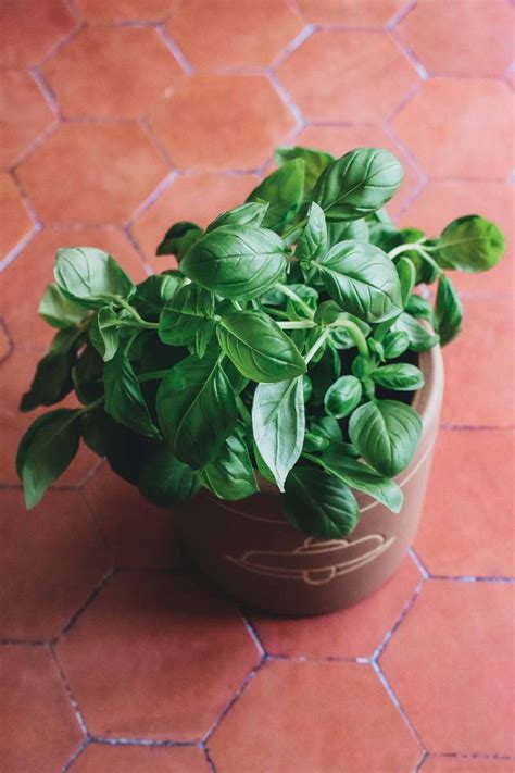 Tomettes Tomettes Anciennes Tomette Fond Photo