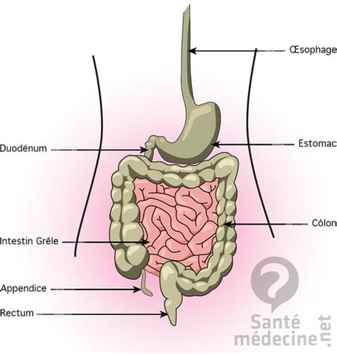Estomac Anatomie Fonction Maladies Examens