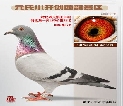 信鸽在线拍卖平台 中国信鸽信息网