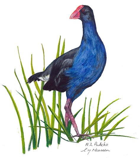 Nz Native Pukeko Bird Drawing By Christina Maassen