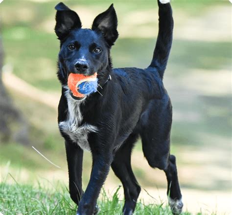 Shollie Puppies For Sale