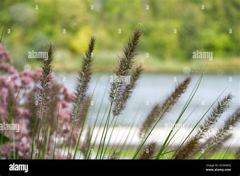 The Feathery Grasses Create A Soft Blurred Foreground While The Lake
