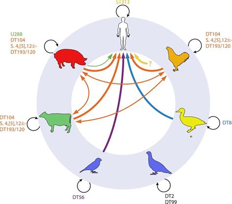 Host Range And Plausible Transmission Routes Of Major S Typhimurium