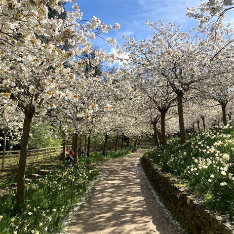A Pocket Guide To The Cherry Blossom Orchard At The Alnwick Garden