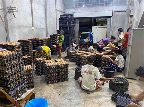 ကြည်ချမ်း Cp ကြက်သားပေါက်နှင့်အဆင့်မြင့်မွေးမြူရေးအစာဆိုင် Home