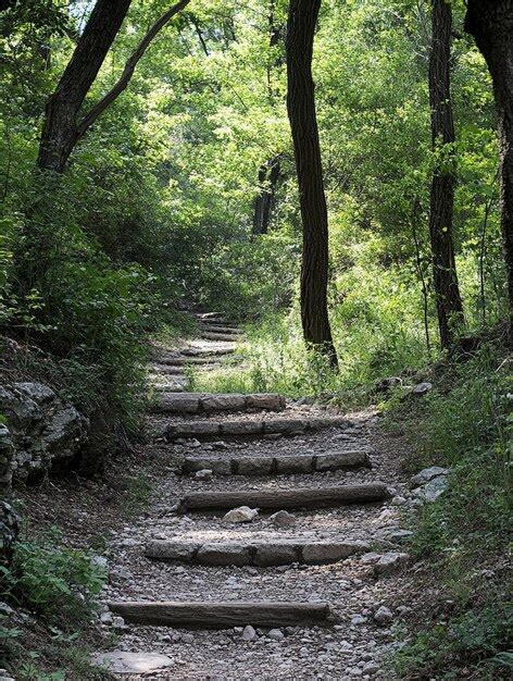 Serene Forest Trail Nature Pathway For Hiking And Outdoor Adventures